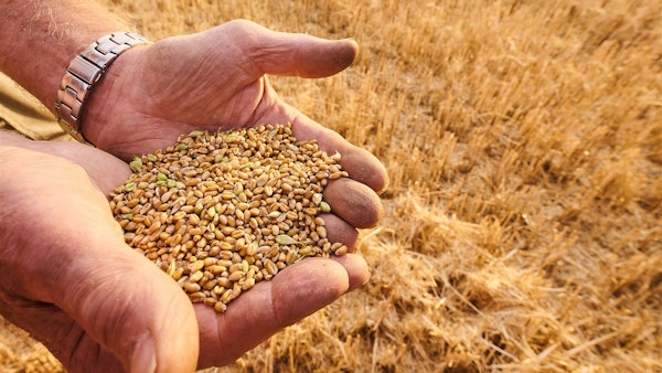 Graan op het menu: brood als vleesvervanger biedt kansen