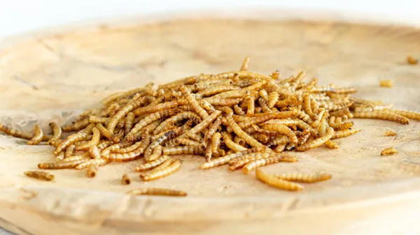 Eiwit uit insecten, kan de bakkerij daar iets mee?